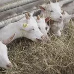 Како да се хранат коза за зголемување на риболов: Подигање на лактација дома 7393_5