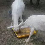 Jak nakarmić kozę, aby zwiększyć połowy: podnoszenie laktacji w domu 7393_7