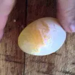 為什麼鵪鶉攜帶雞蛋沒有殼：原因和該做什麼，預防 7396_10