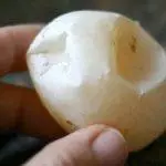 Warum Wachteln Eier ohne Hülle tragen: Gründe und was zu tun, Prävention 7396_5