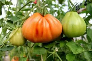 Descripción del tomate Garmoshka tomate y sus características.