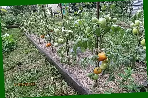 Kujdes për domate