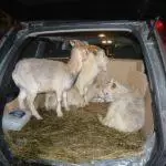 Bir sərnişin avtomobilində keçi daşınması: metodlar və mümkün problemlər 7399_1