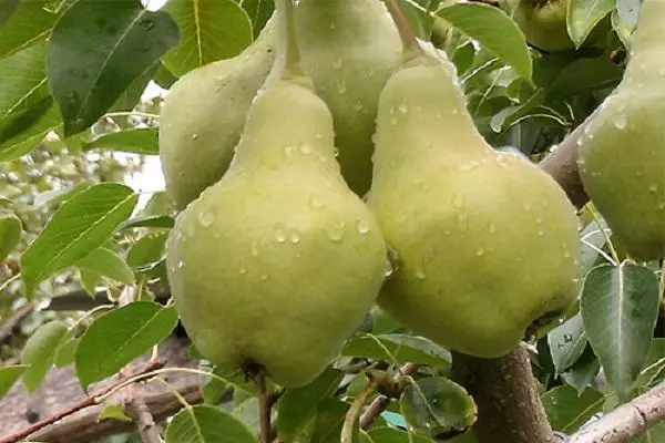 Árbol de frutas