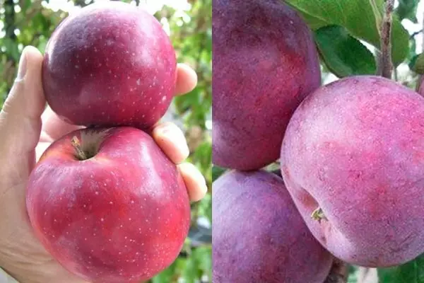 Fruits pommes pépendant la fierté de Williams