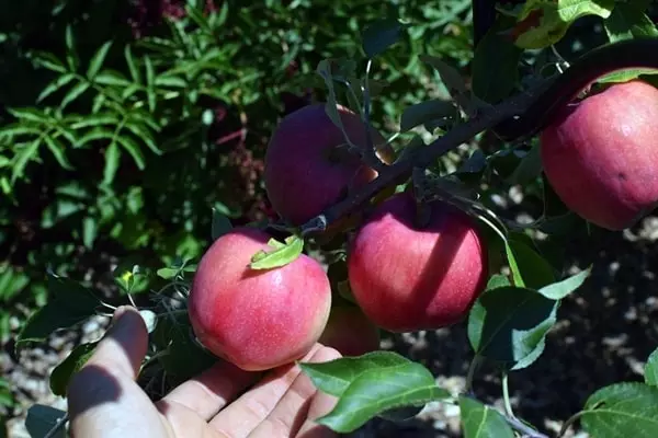 Apple tree varieties Williams Pride