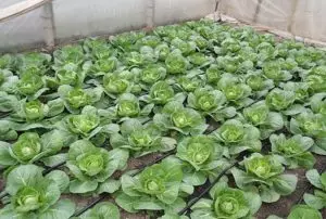 Giunsa pagtul-id ang cabbage iodine sa bukas nga yuta