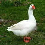 Geese giống Rhine: Mô tả và Đặc điểm, Ưu và nhược điểm và nhân giống 7407_2