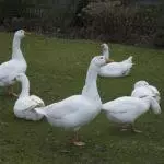 Rhine Breed Geese: Famaritana sy toetra, ny Pros ary Cons ary fiompiana 7407_3