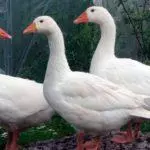 萊茵河品種鵝：描述和特點，利弊和繁殖 7407_4