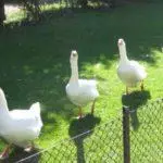 Rhine bress geese: መግለጫ እና ባህሪዎች, ጥቅሞች እና መራባት 7407_8