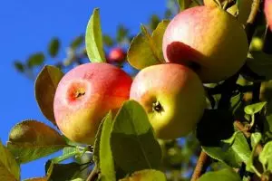 蘋果Sunchard等級的描述和主要特點，推薦地區的成長