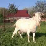 Cừu và dê lai: mô tả và đặc điểm, tính năng của nội dung 7409_10