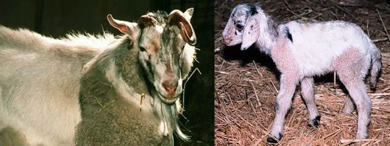 Mô tả và đặc điểm của hybrid của dê và cừu, các tính năng của nội dung