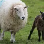 Cừu và dê lai: mô tả và đặc điểm, tính năng của nội dung 7409_4