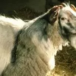 Cừu và dê lai: mô tả và đặc điểm, tính năng của nội dung 7409_5