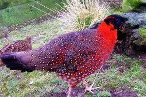 17 порід фазанів, їх розведення і утримання в домашніх умовах