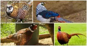 Правила за разреждане и съдържание на фазани у дома за начинаещи