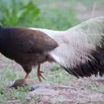 Вухатий фазан: опис і різновиди порід, утримання та догляд 7411_8