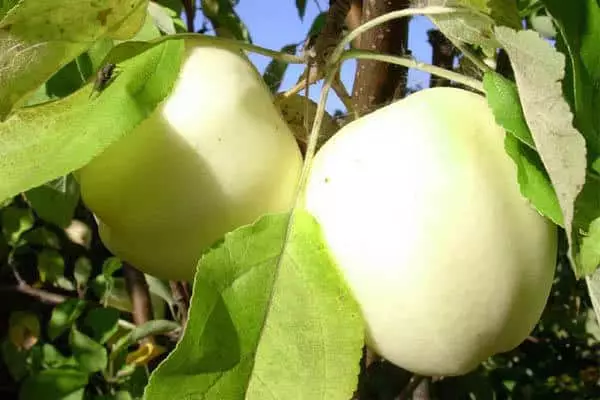白い注ぐ果実