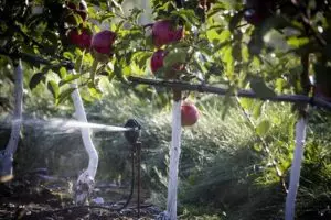 Apple Apple Ashren, Fruits Fruits, ешлык һәм ешлыкның тузган чорында сезгә ничә тапкыр су алырга кирәк