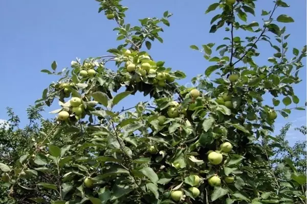 Apple fa fehér öntés a kertben
