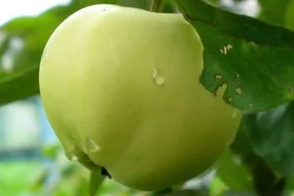 Apple hvit pute