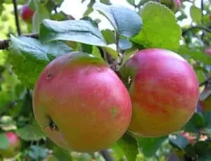Karakteristik macem-macem wit apel apel Drenchenko, deskripsi lan wilayah sing tuwuh