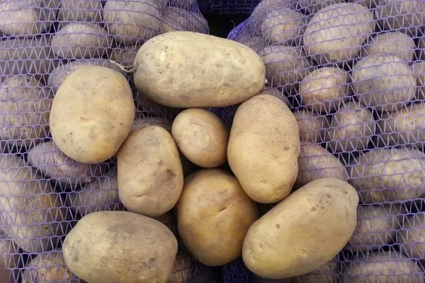 감자 성장