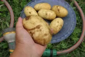 Opis raznolikosti krumpira, njegova karakteristika i prinos
