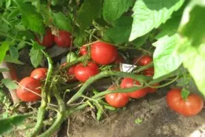 Beschrijving van de verscheidenheid aan tomaat Gamayun, kenmerken en zorg
