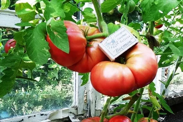 עגבניות רוזמרין