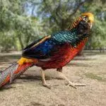 Pheasant Bird: Təsvir və görünən, məşhur növlər və qayalar 7423_1