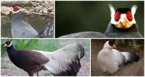Beschrijving van eared-fazanten en variëteiten van rassen, hun fokkerij