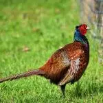Pheasant Bird: Description and what looks like, famous species and rocks 7423_6