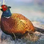 Pheasant Bird: Kirjeldus ja mis näeb välja nagu kuulsad liigid ja kivid 7423_7