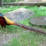 Golden Pheasant: Ano ang ginagawa ng ibon, nilalaman at pag-aanak 7429_1
