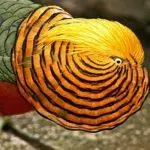 Golden Pheasant: Apa sing diarani manuk, konten lan pembiakan 7429_10