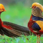 Fazanul de Aur: Ce face pasărea, conținutul și reproducerea 7429_11