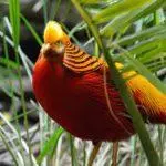 Golden Pheasant: Apa sing diarani manuk, konten lan pembiakan 7429_12