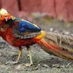 Golden Pheasant: Mida teeb lind, sisu ja aretus 7429_13