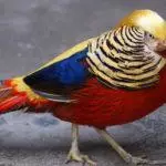 Golden Pheasant: What does the bird, content and breeding 7429_14