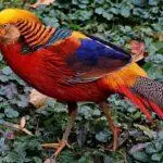 Golden Pheasant: What does the bird, content and breeding 7429_2