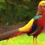 Pheasant Golden: ນົກ, ເນື້ອໃນແລະການປັບປຸງພັນ 7429_3