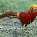 Golden Pheasant: Mida teeb lind, sisu ja aretus 7429_7