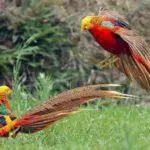 Golden Pheasant: What does the bird, content and breeding 7429_8