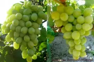 Beschrijving en kenmerken van druiven van Anthony Geweldig, geschiedenis en cultuurregels
