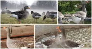 Описание и характеристики на гъските на породата Langa, правилата за тяхното размножаване