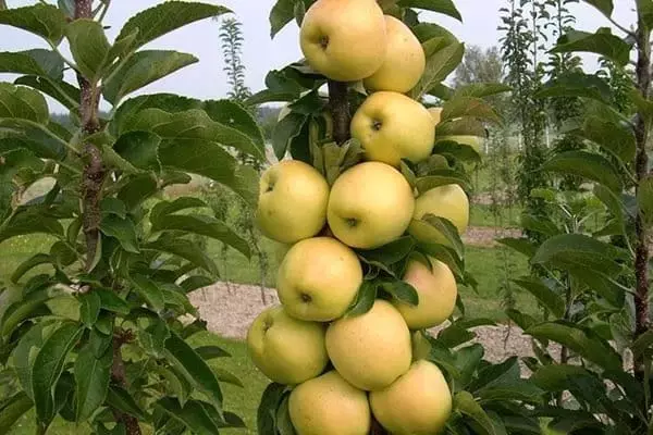 庭のコロンのリンゴの木