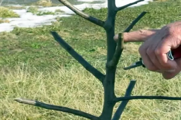 Beschneiden Sie einen Colonum-Apfelbaum im Garten